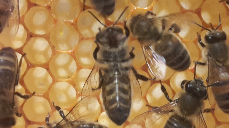L'apiscope: Une ruche à l'école élementaire At Home de Bischheim ...